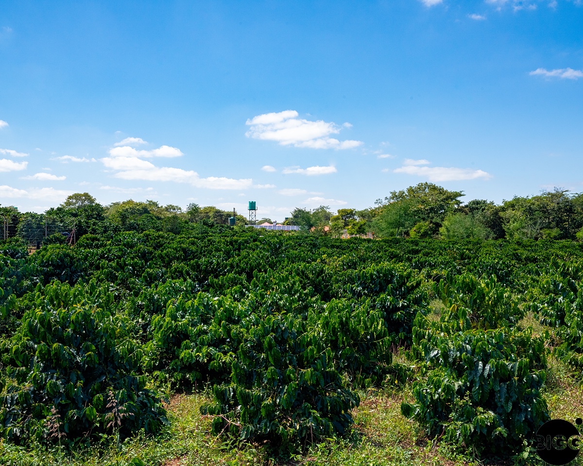 Living Hope, May 2022 Through Kim Zahnow's Eyes - One BIGG Island in Space